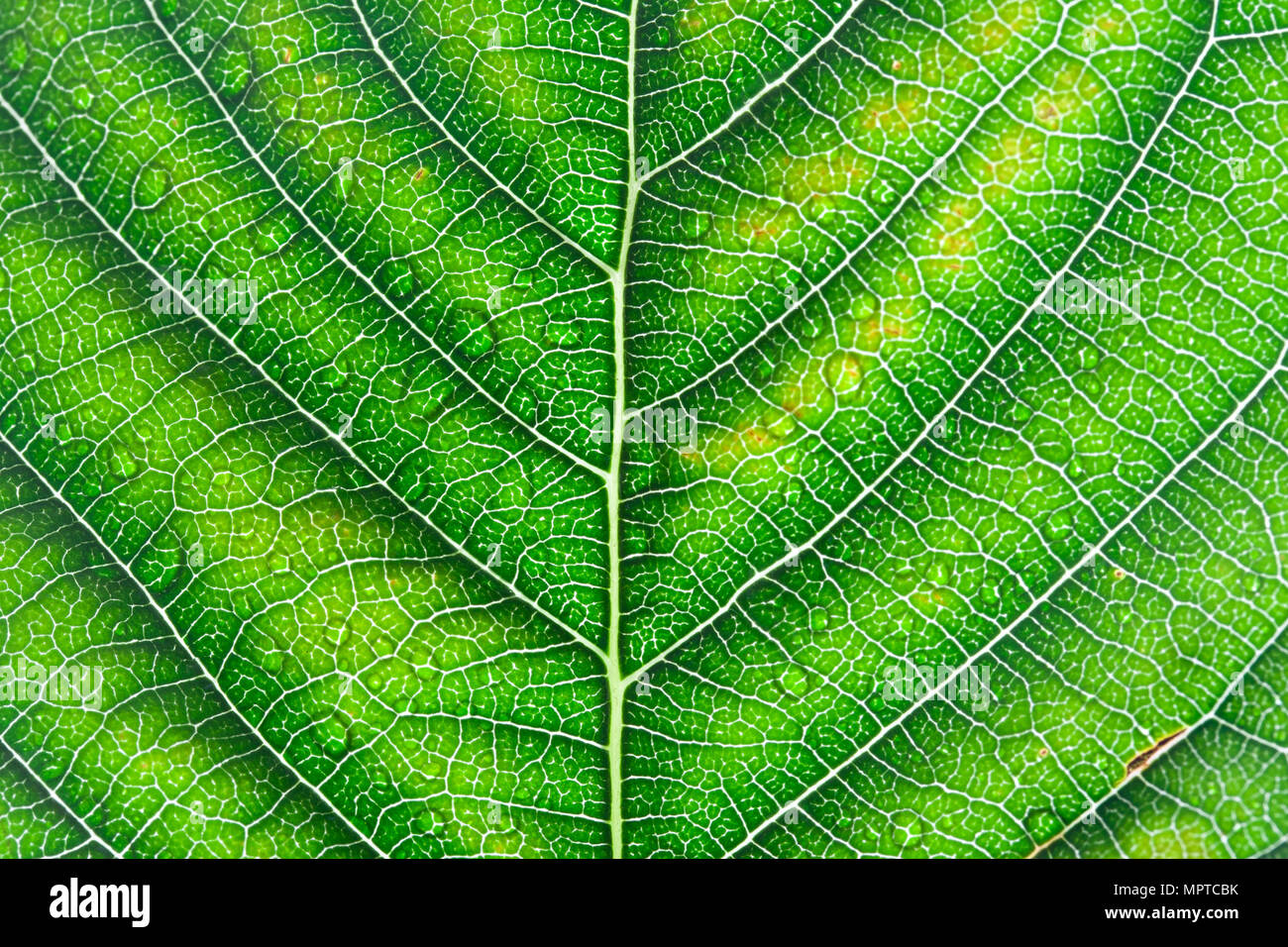 Leaf: close up of the underside / back of a bright green birch leaf ...