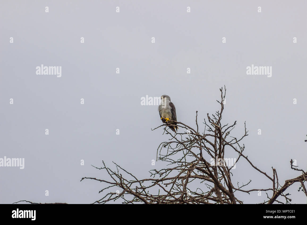Kite in tree hi-res stock photography and images - Alamy