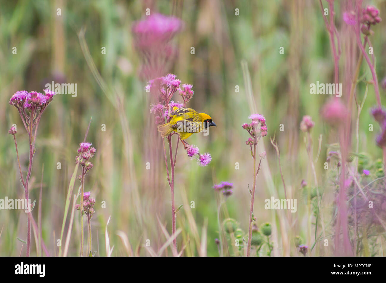 Stem angled hi-res stock photography and images - Alamy