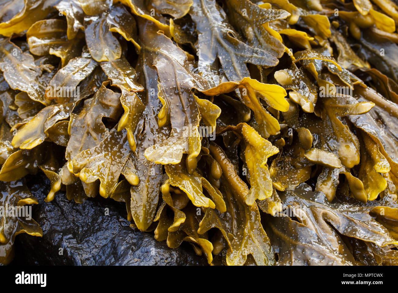 seaweed rock beach sea salty rocks water colorful colouruful Stock ...