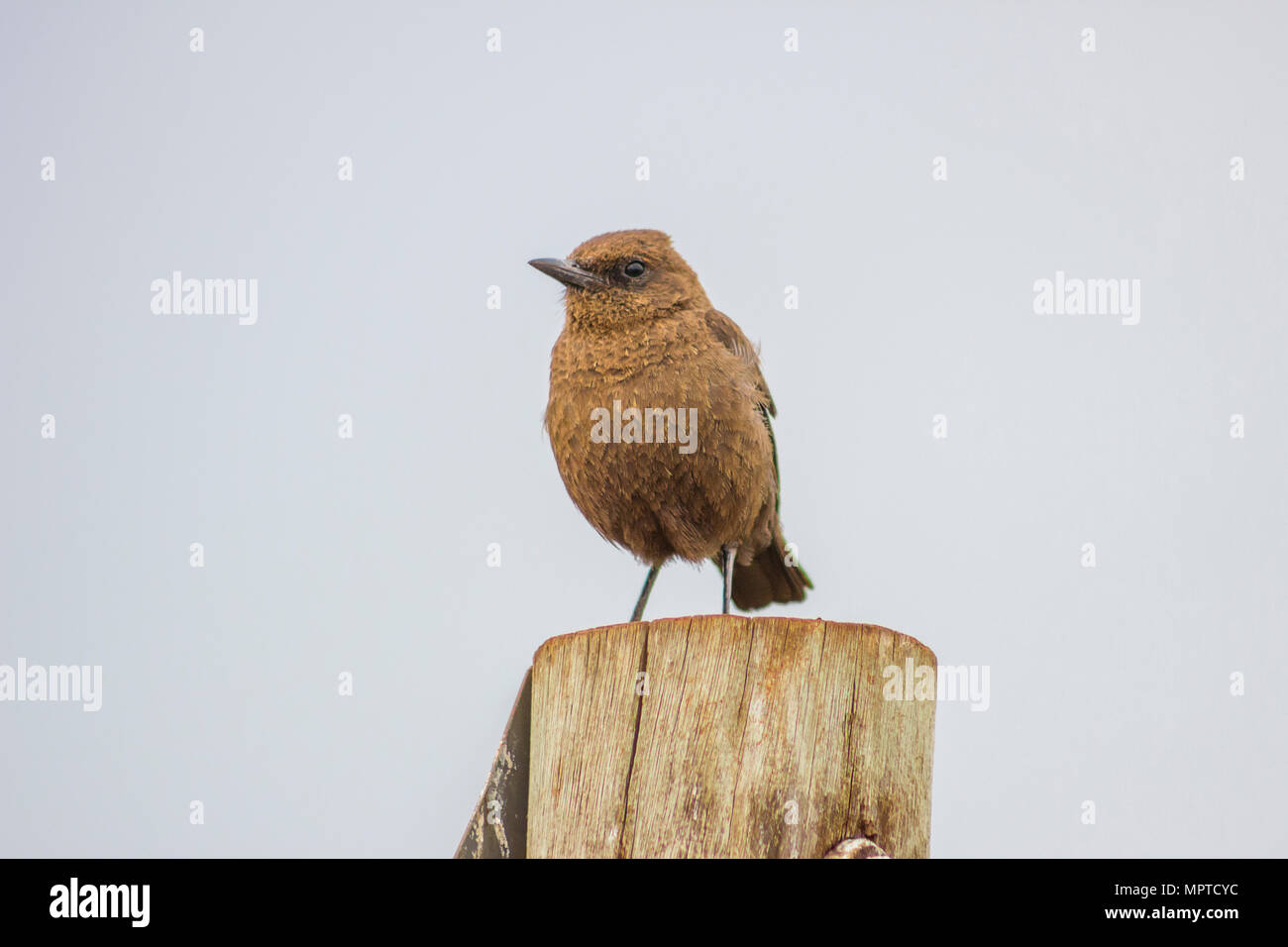 Ant-eating Chat sitting on a stump Stock Photo - Alamy