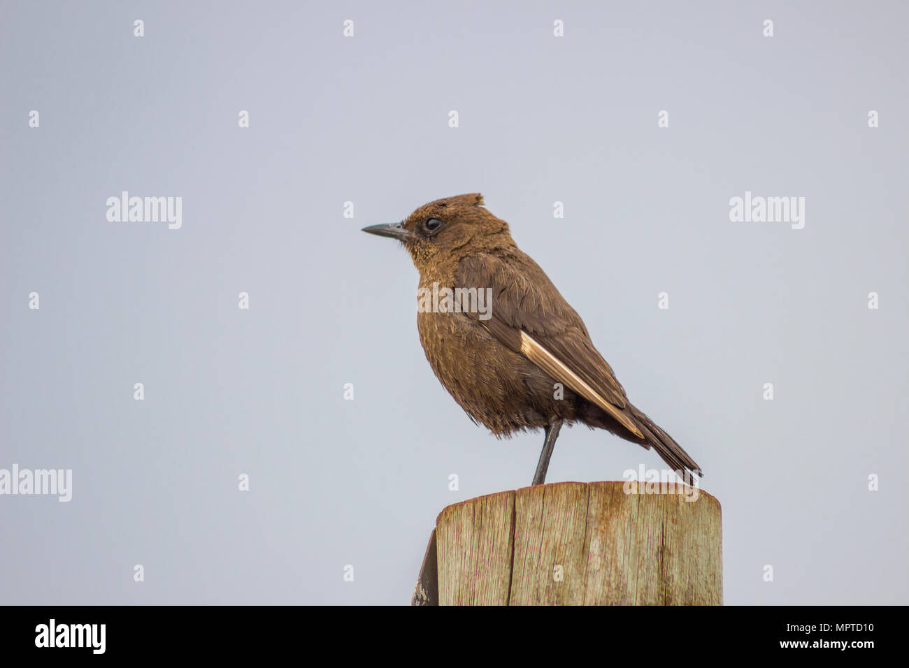 Ant bird hi-res stock photography and images - Alamy