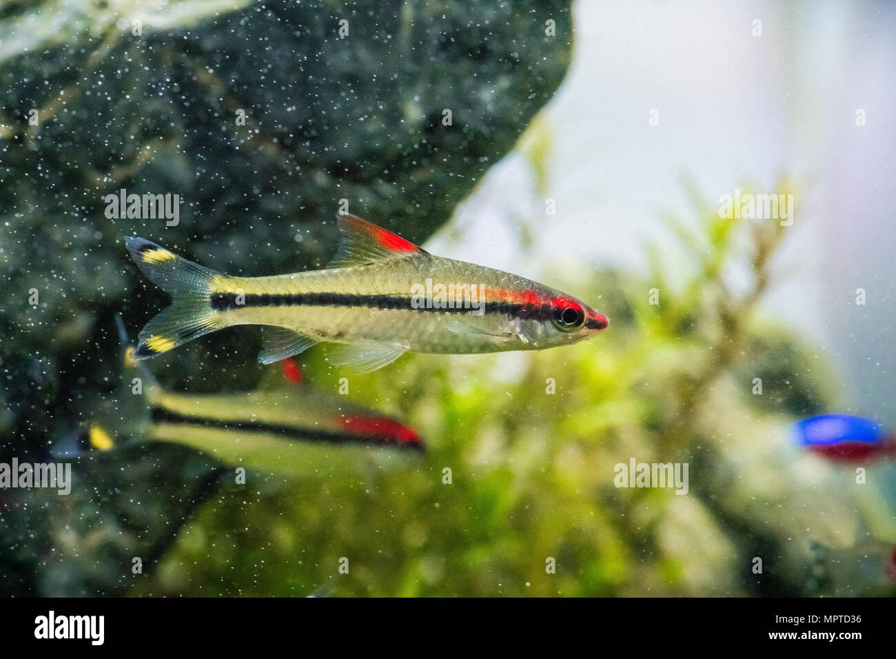 Omnivore fish hi-res stock photography and images - Alamy