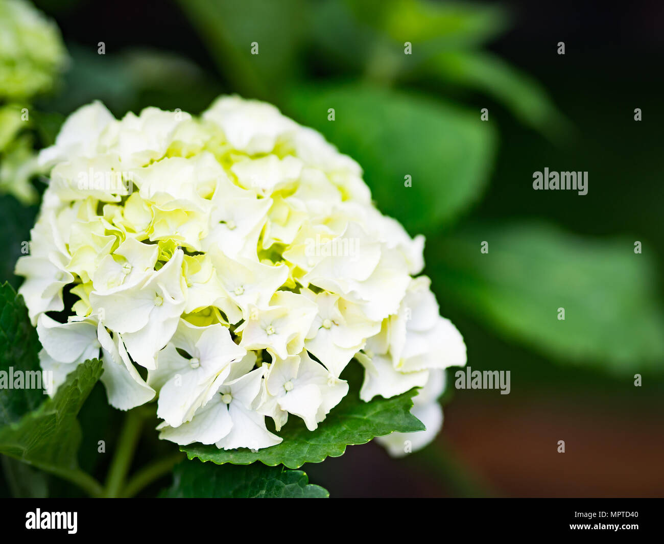 close up Cream white Hydrangea Paniculata Limelight flowers Stock Photo ...