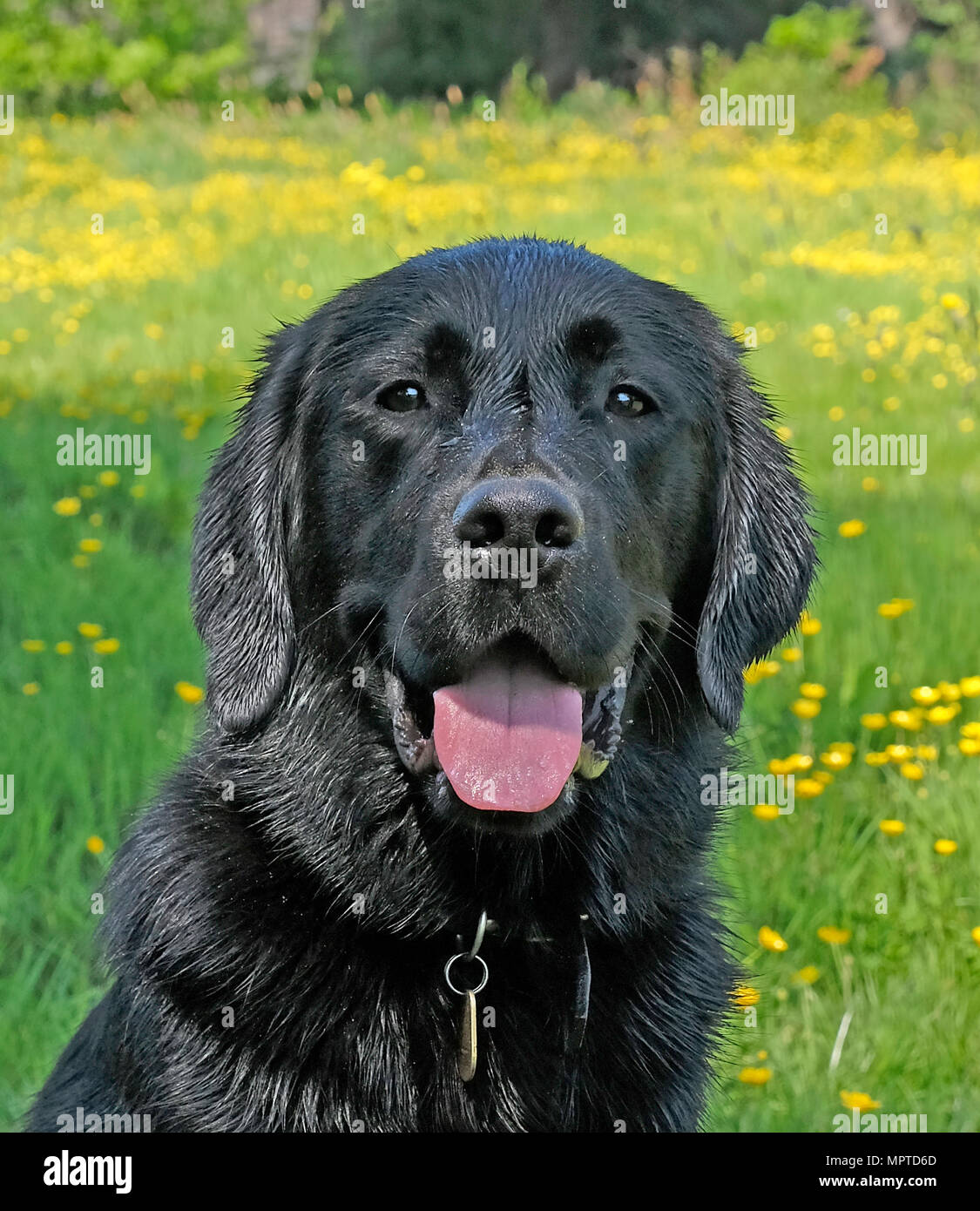 Young Black Labrador Retriever Stock Photo - Alamy