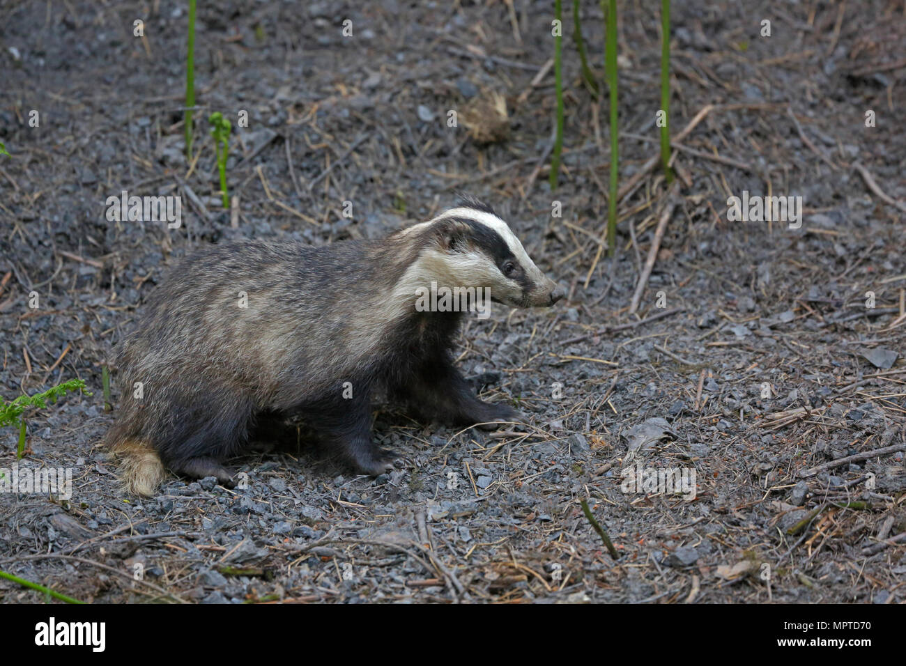 Badger sett uk hi-res stock photography and images - Alamy