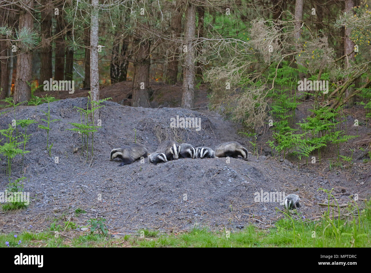 Group of Badgers at a sett in the Forest of Dean Stock Photo - Alamy