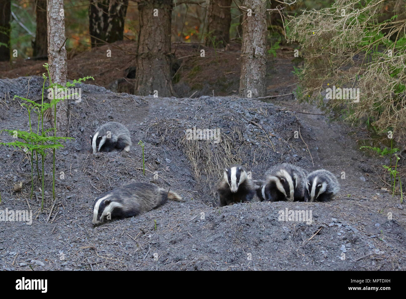 Group of Badgers at a sett in the Forest of Dean Stock Photo - Alamy