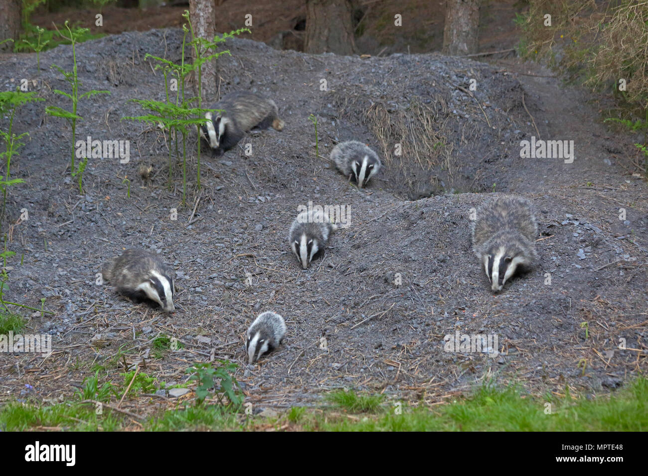 Group of Badgers at a sett in the Forest of Dean Stock Photo - Alamy