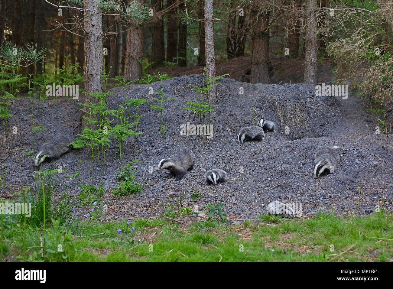 Group of Badgers at a sett in the Forest of Dean Stock Photo - Alamy