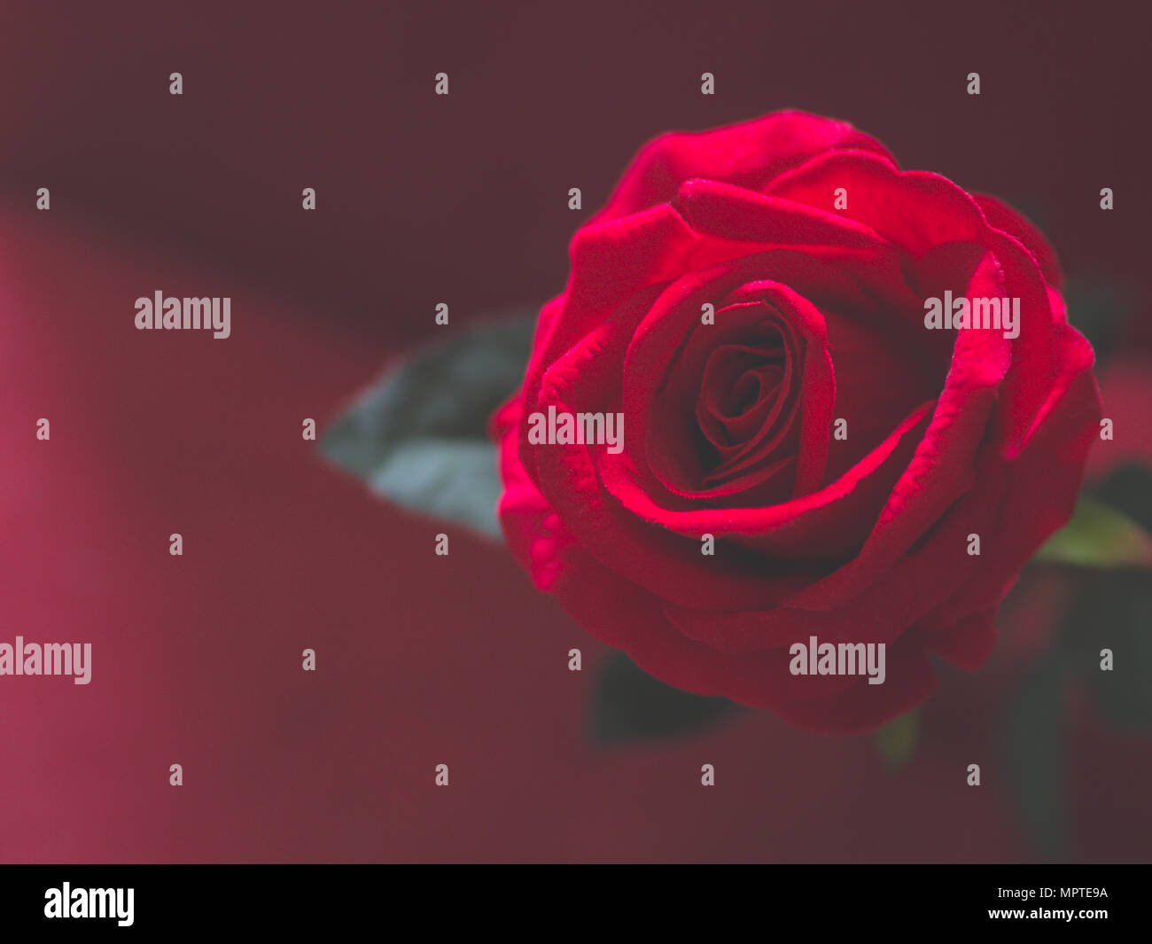 Low key roses hi-res stock photography and images - Alamy