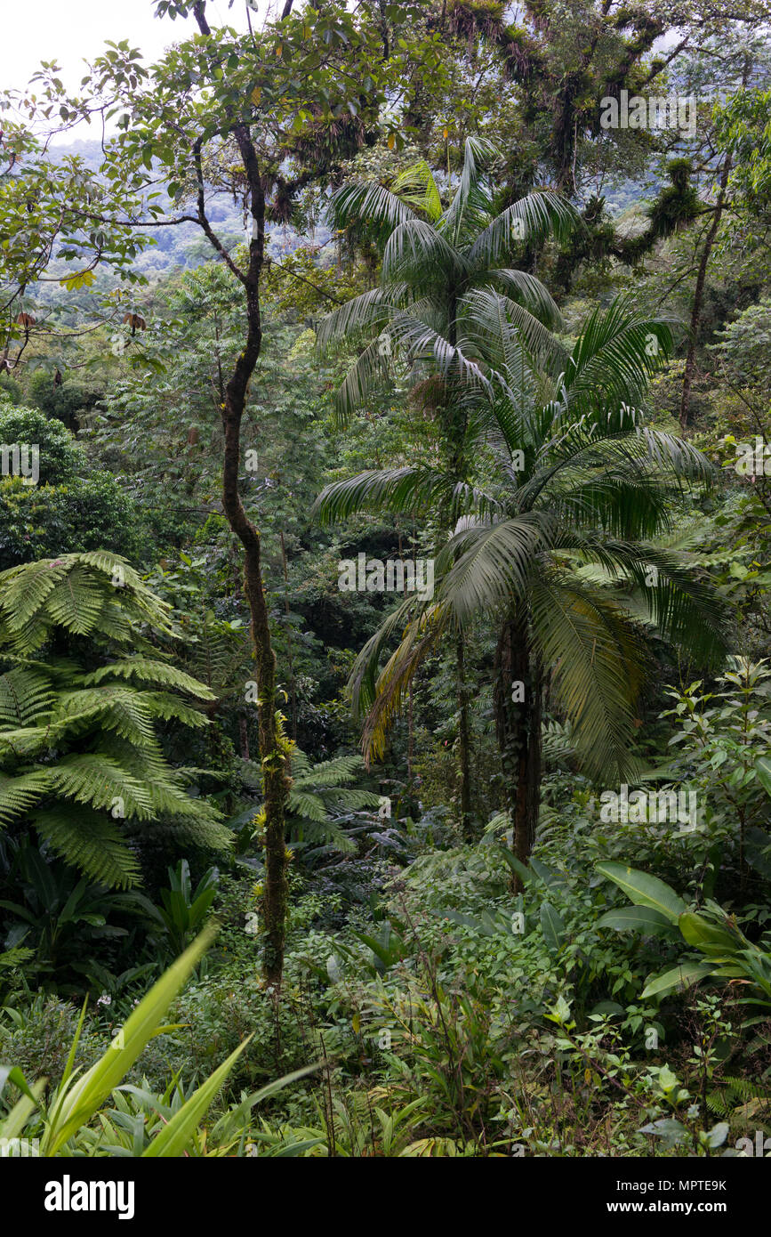 Atlantic Rainforest in SE São Paulo State, Brazil Stock Photo - Alamy