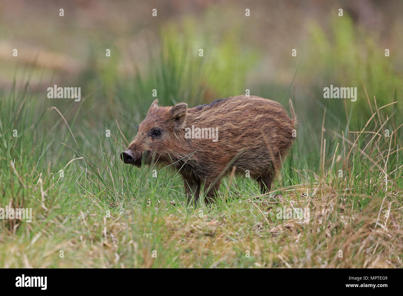 Wild Boar piglet in the Forest of Dean Stock Photo - Alamy
