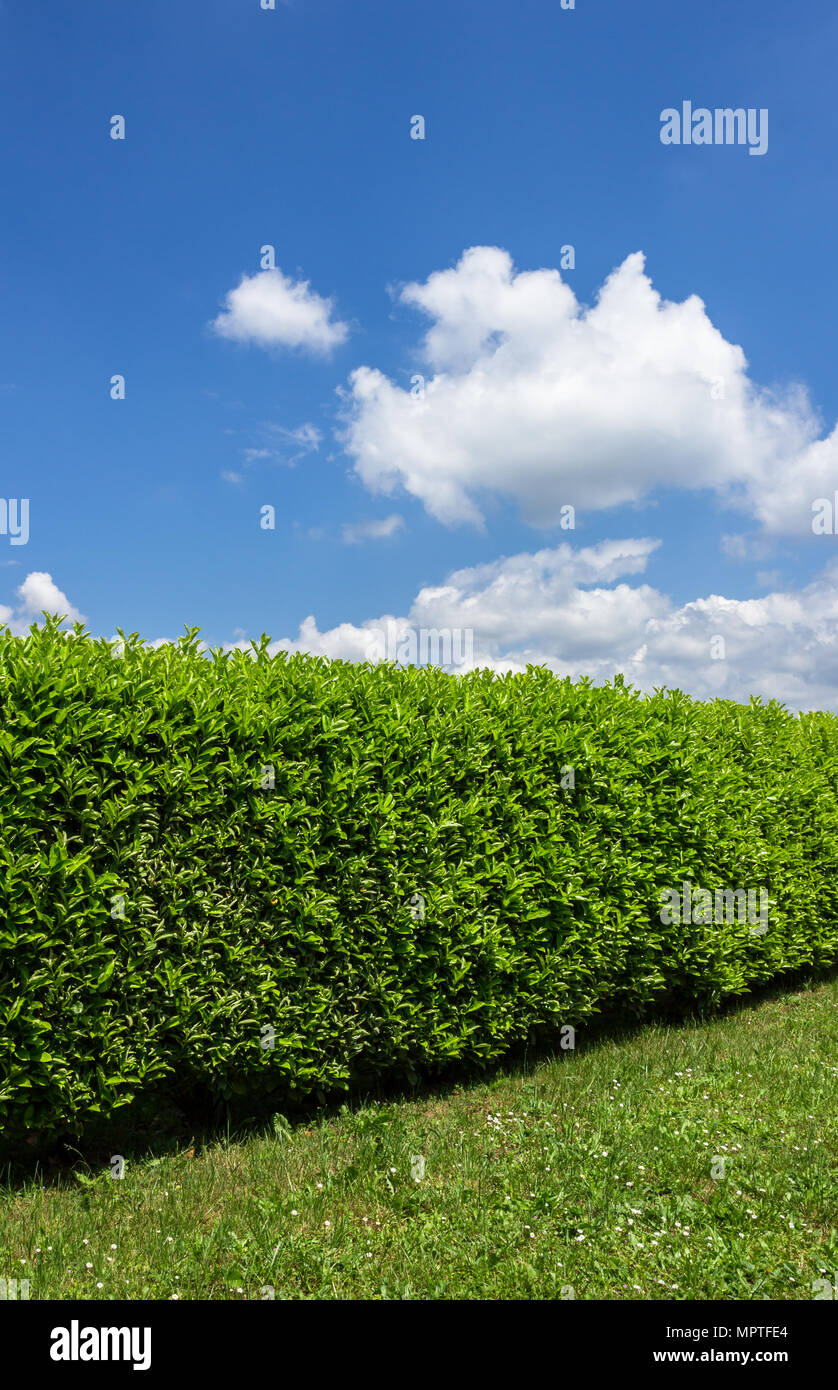 Green hedge in a garden, with blue sky and white clouds as background ...