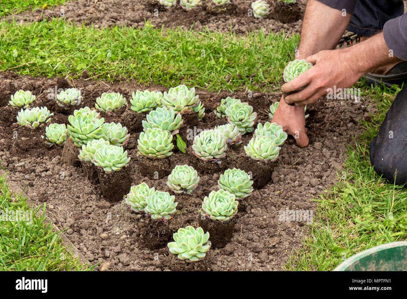 the gardener plants flowers in spring Stock Photo - Alamy
