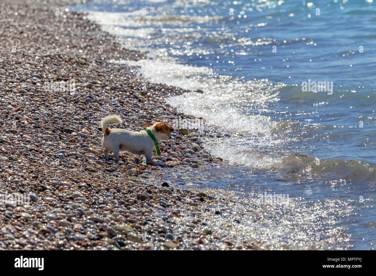 Dog barking at waves. Happy dog playing at the beach Stock Photo - Alamy