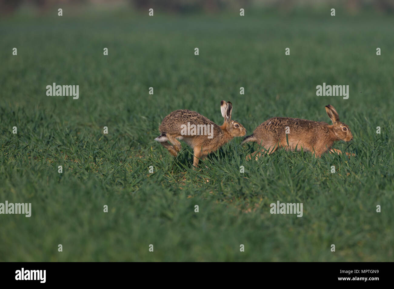 A male brown hare (Lepus europaeus) pursues a female hare around a crop ...