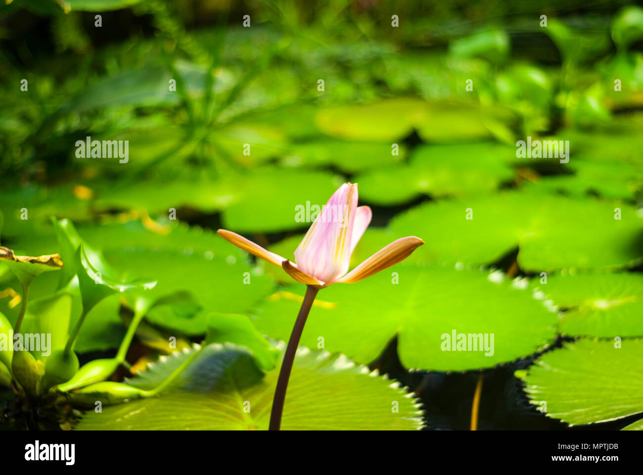 young unopened bud of lotus on the blurred background of a overgrown ...