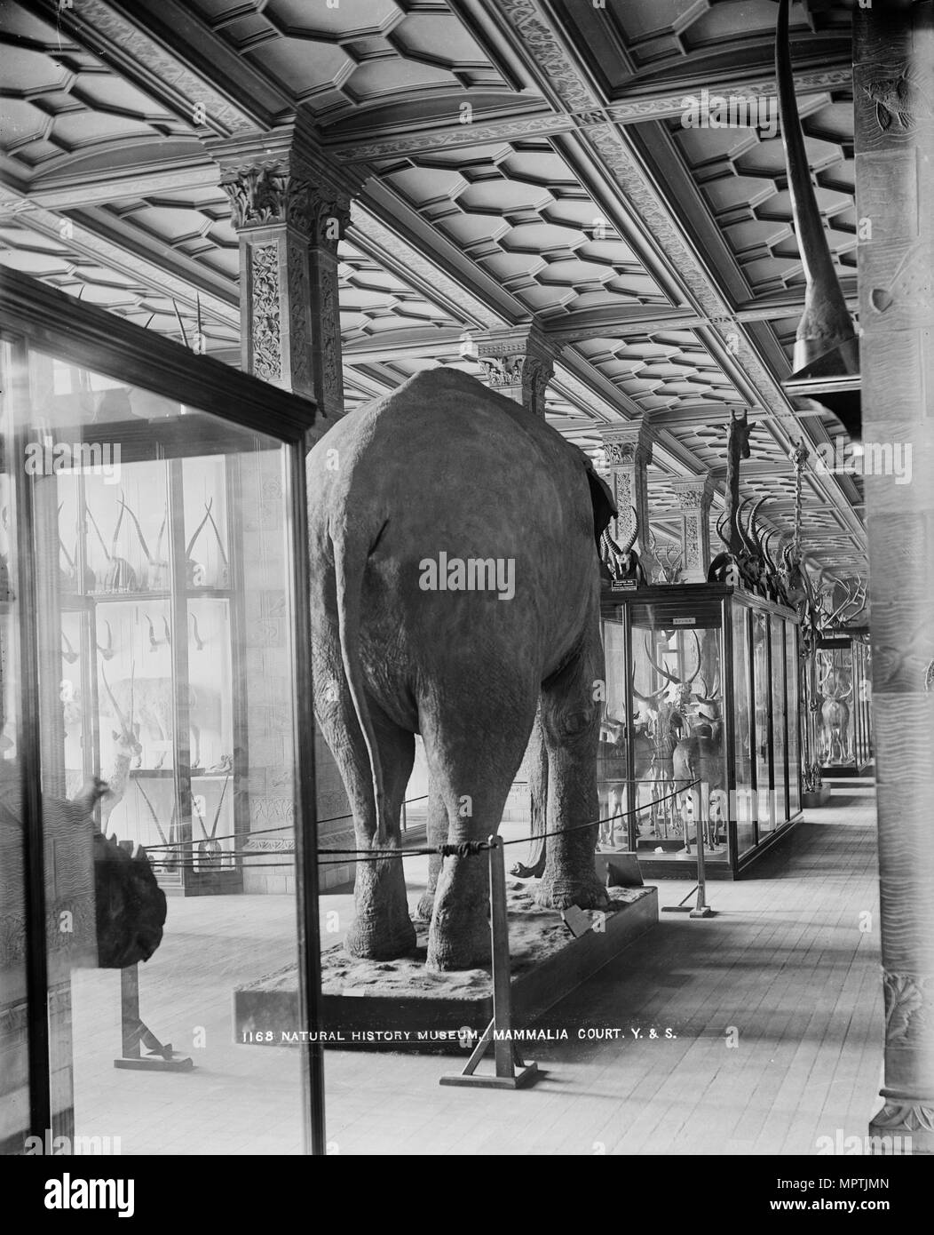 London museum 1900 hi-res stock photography and images - Alamy