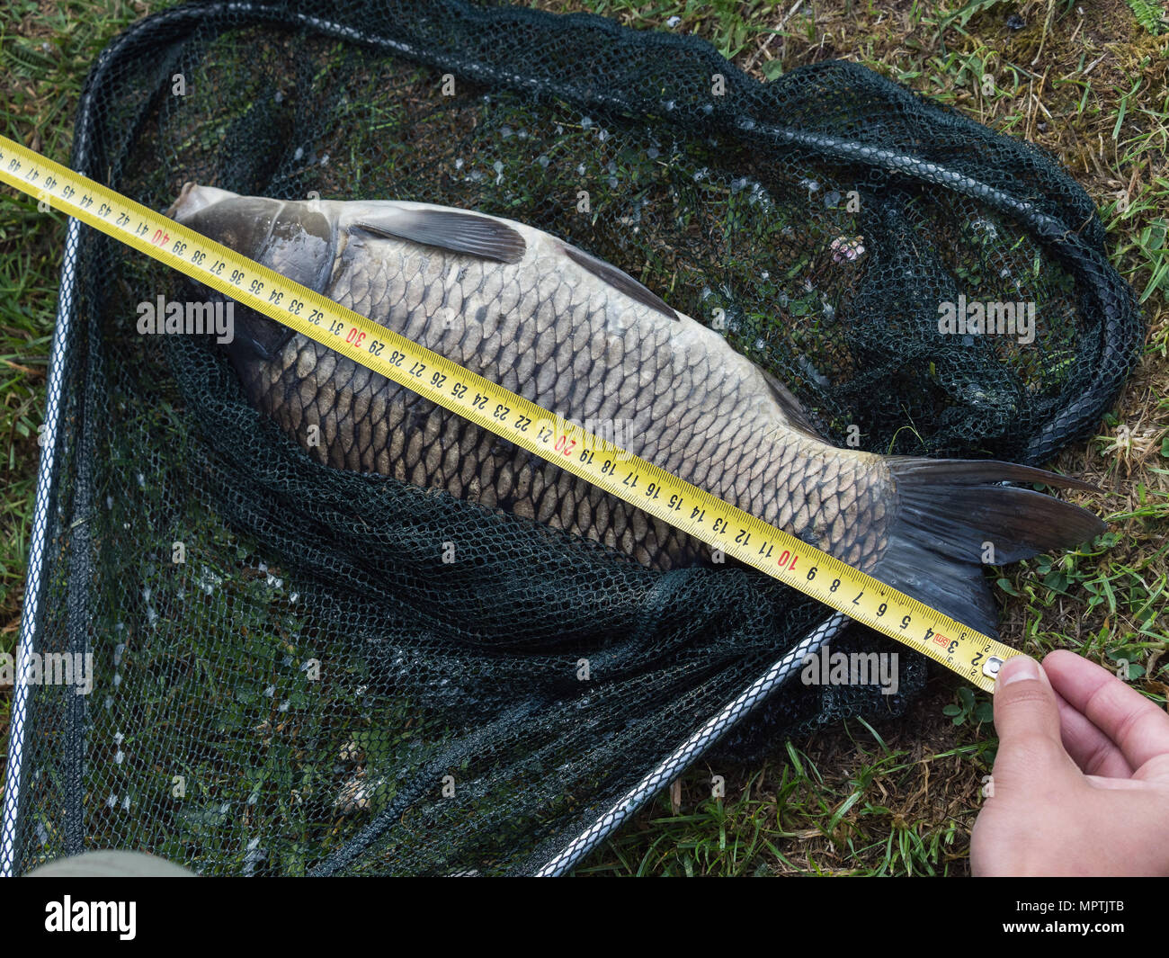 Measurement caught fish - carp on grass. Carp in the net Stock Photo ...