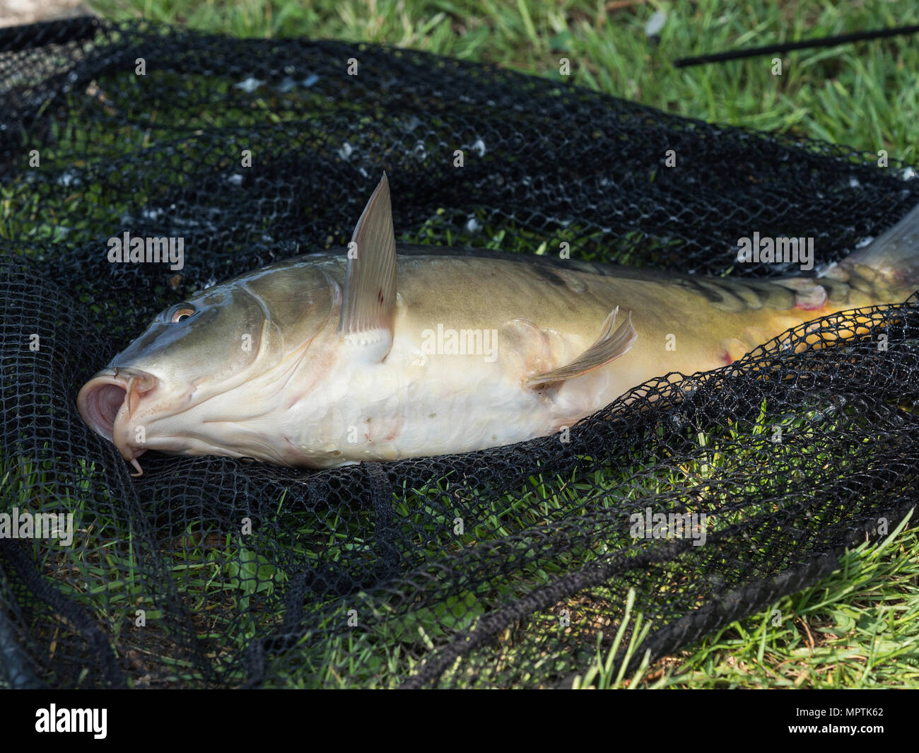 Grass carp hi-res stock photography and images - Alamy