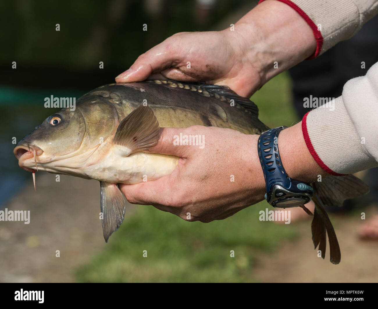 The fisherman holds the carp in the hand. Carp in the net Stock Photo ...