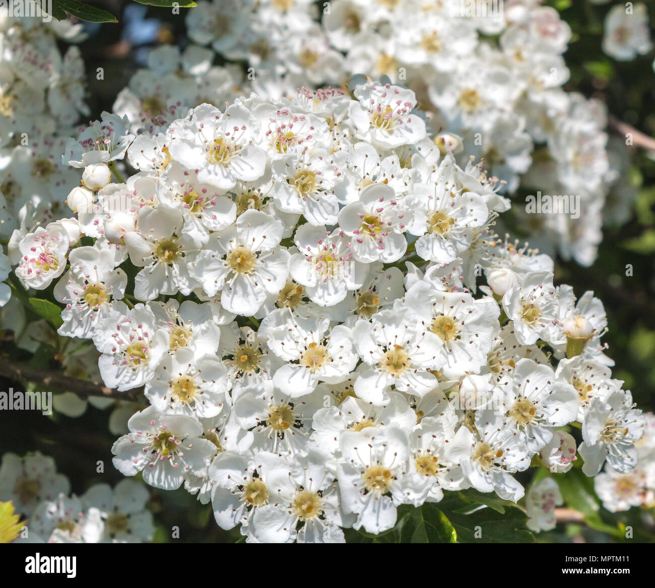 Crataegus tree in flower hi-res stock photography and images - Alamy