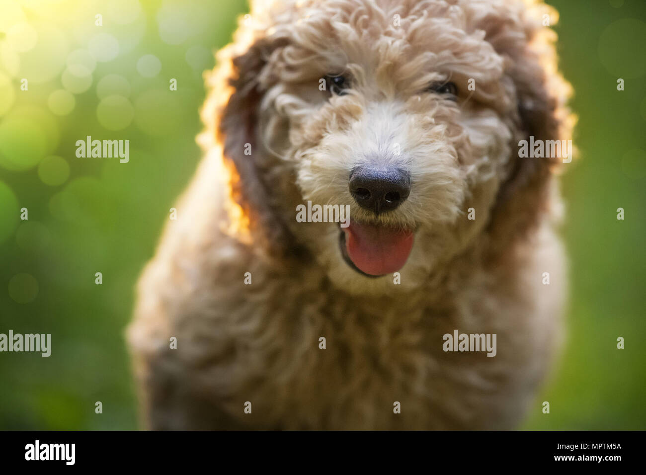 Happy poodle hi-res stock photography and images - Alamy