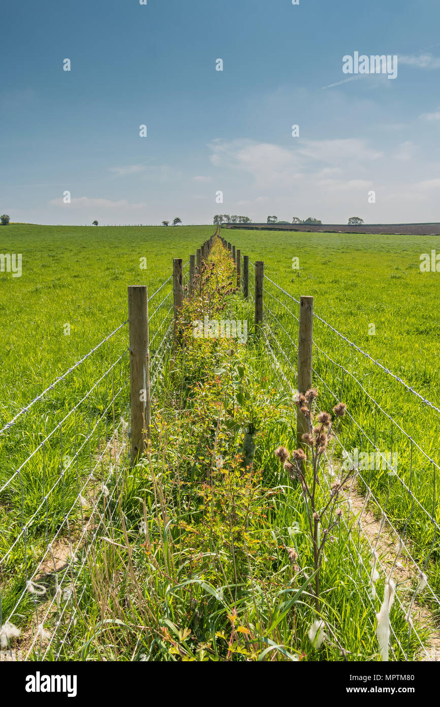 Hawthorn common hi-res stock photography and images - Alamy