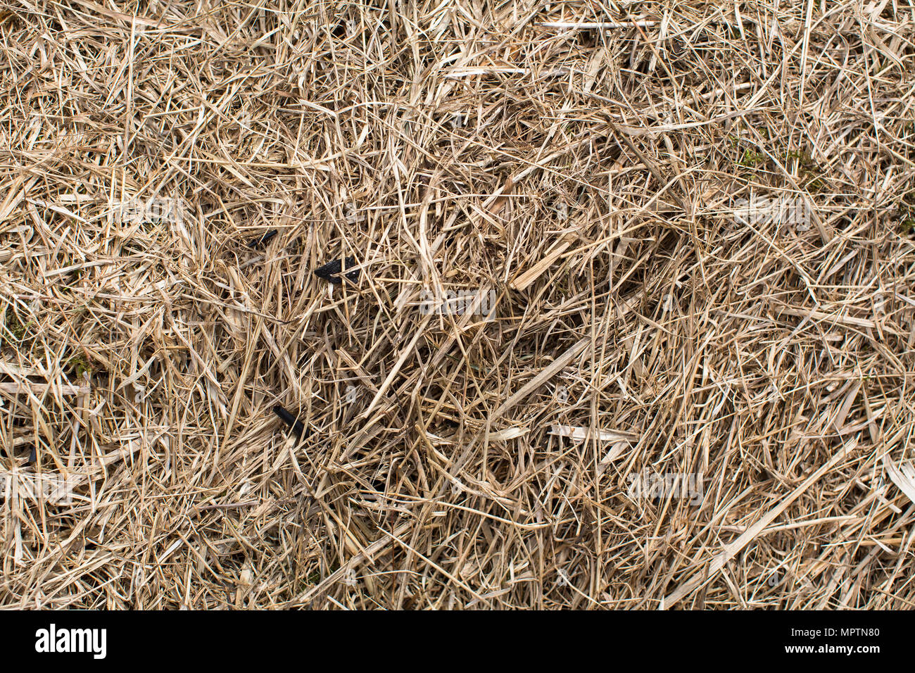 Dry grass close-up, hay texture Stock Photo - Alamy