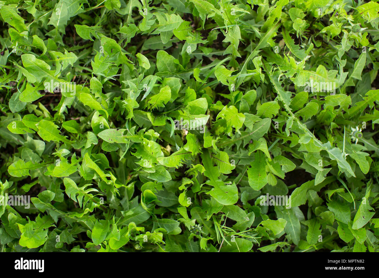Greenery texture hi-res stock photography and images - Alamy