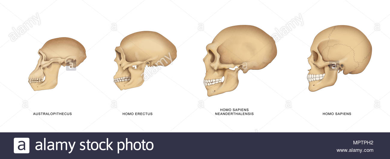 Homo Sapiens Neanderthalensis Stock Photos & Homo Sapiens ...