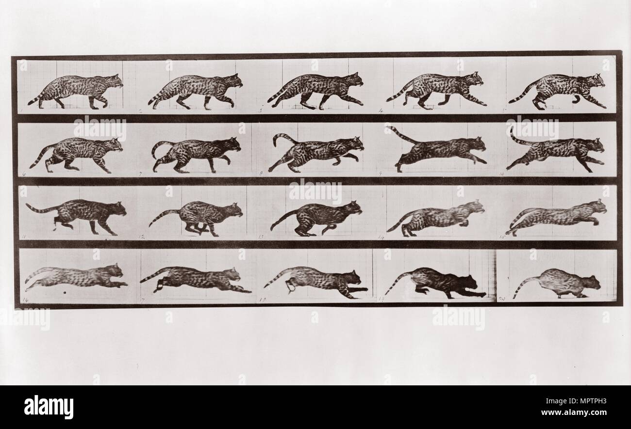 Cat Trotting and galloping, Plate 717 from Animal Locomotion, 1887 ...