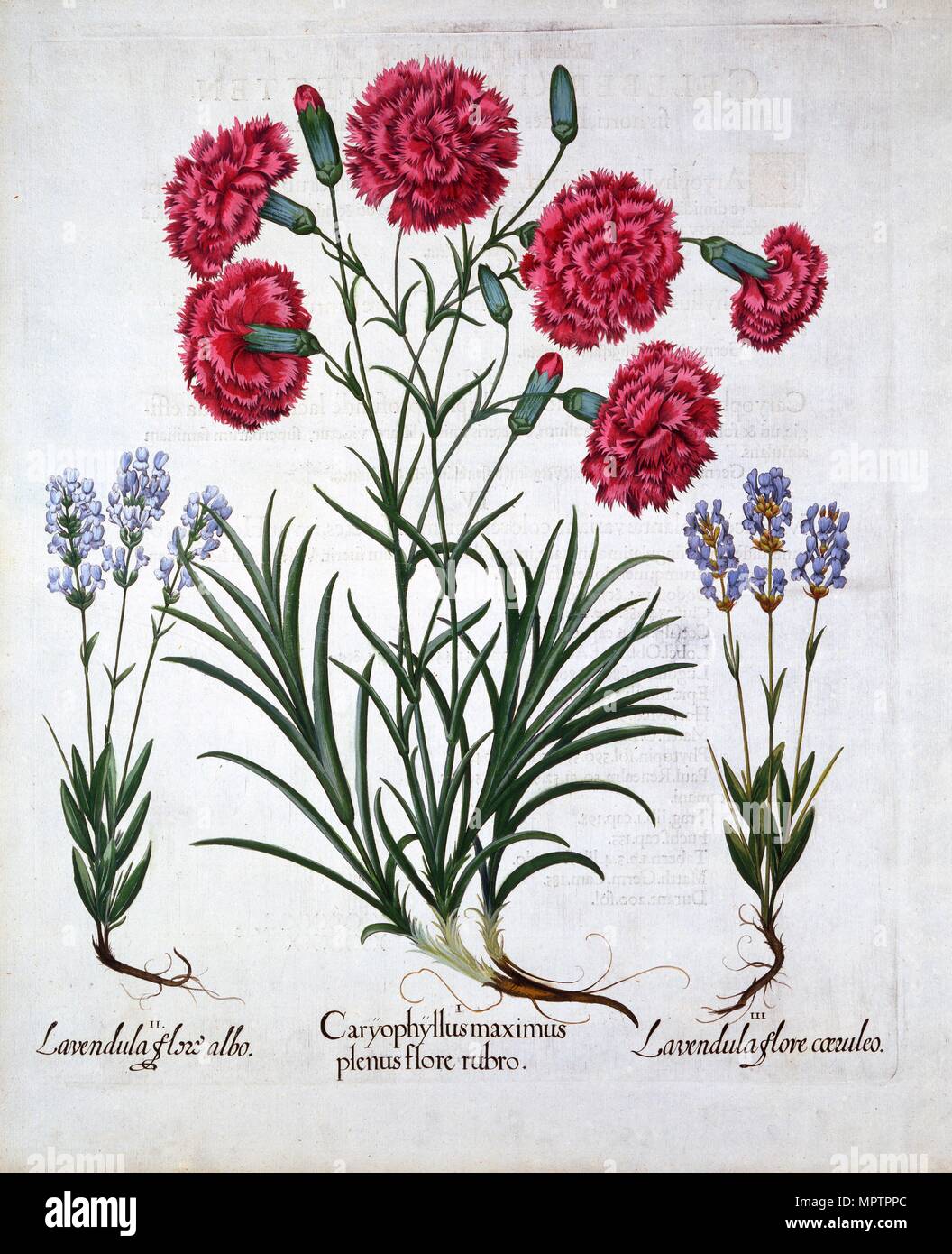 Carnation botanical illustration hi-res stock photography and images ...