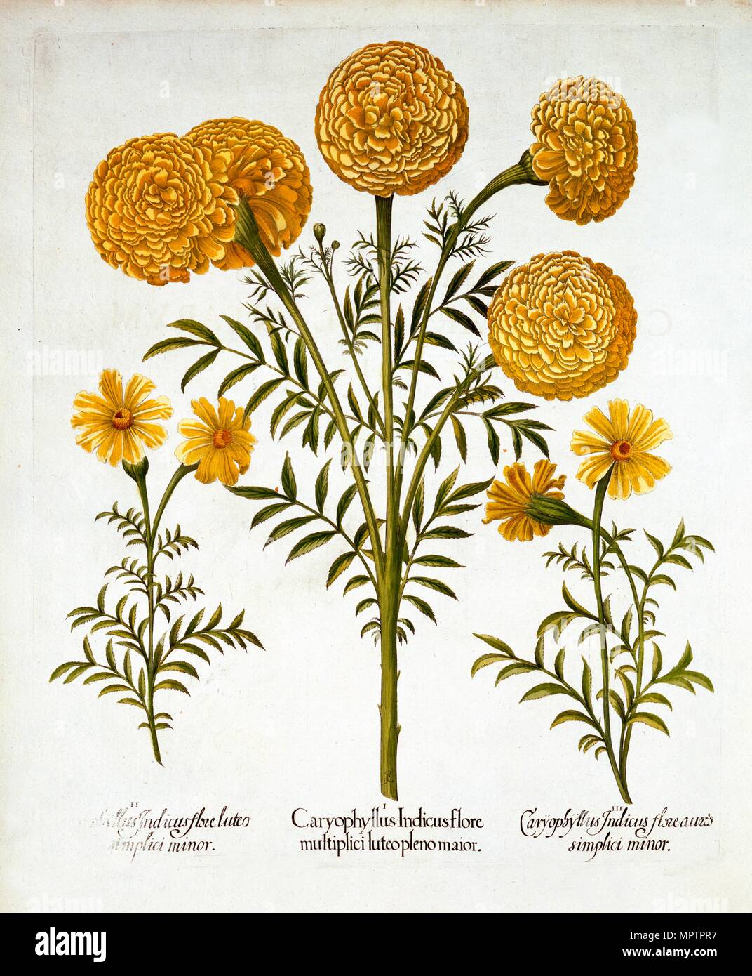 Marigold botanical illustration hi-res stock photography and images - Alamy