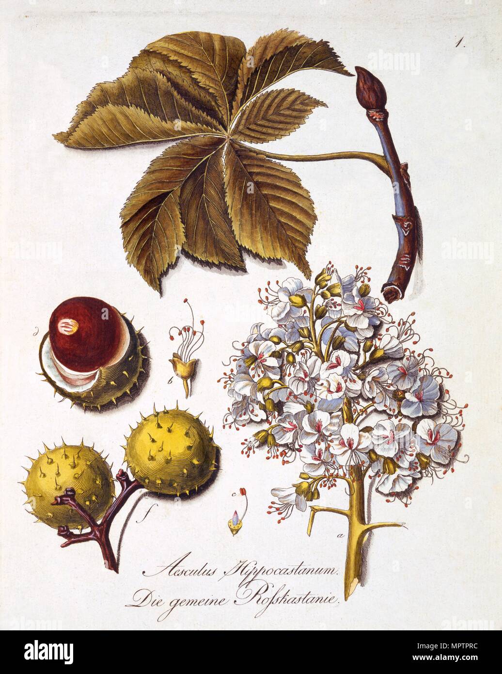 Spikey capsule hi-res stock photography and images - Alamy