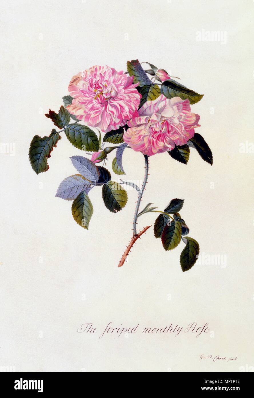 The Striped Monthly Rose, c. 1745 (hand coloured engraving). Creator ...
