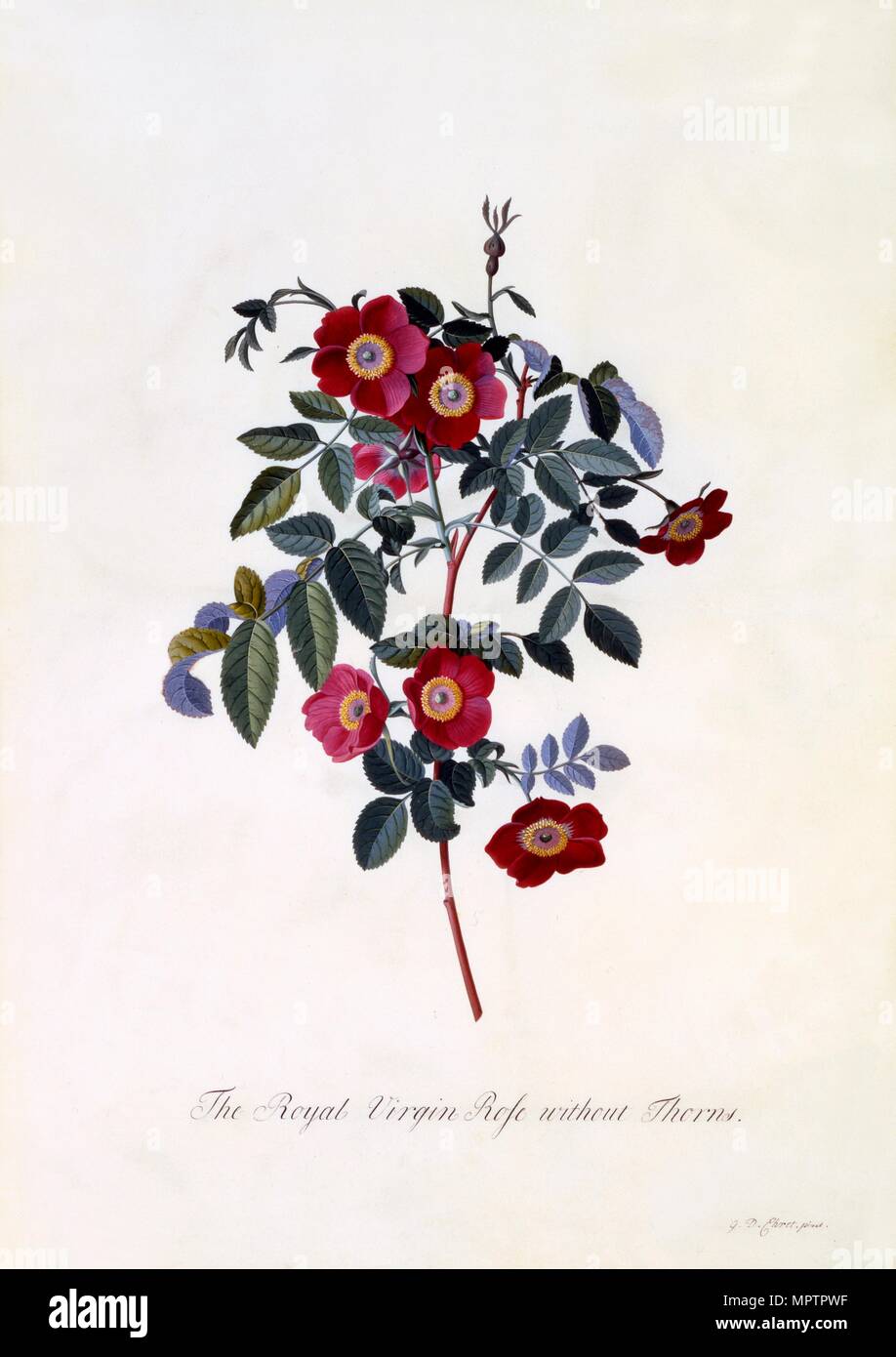 Rose with thorns hi-res stock photography and images - Alamy