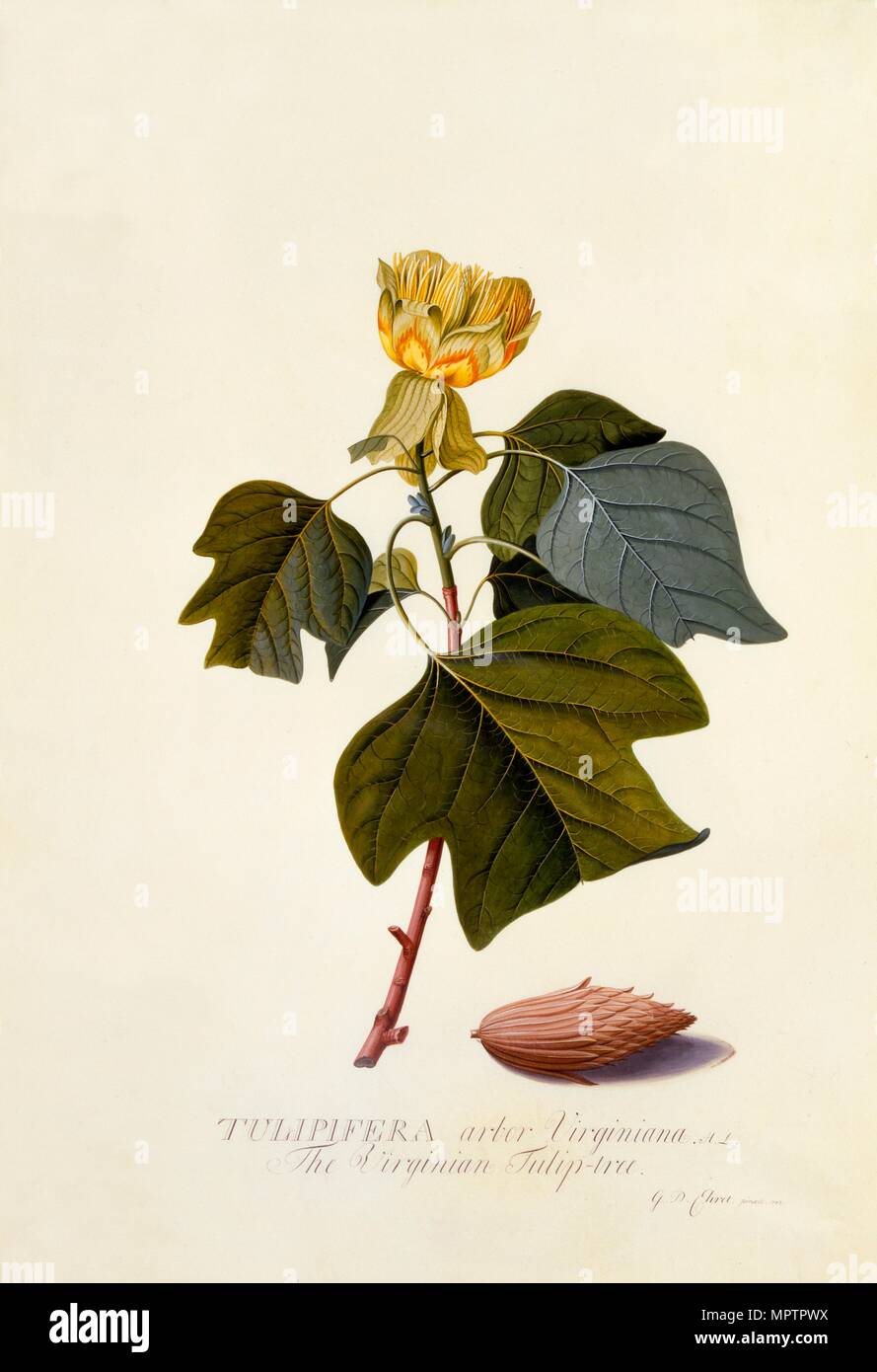 The Virginian Tulip Tree, c. 1743 (hand coloured engraving). Creator ...