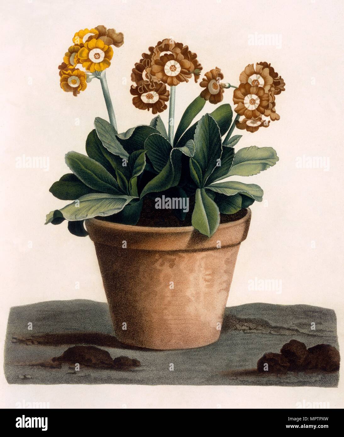 Auricula illustration hi-res stock photography and images - Alamy