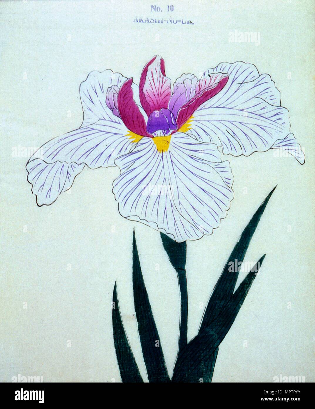 Flower print no 10 hi-res stock photography and images - Alamy