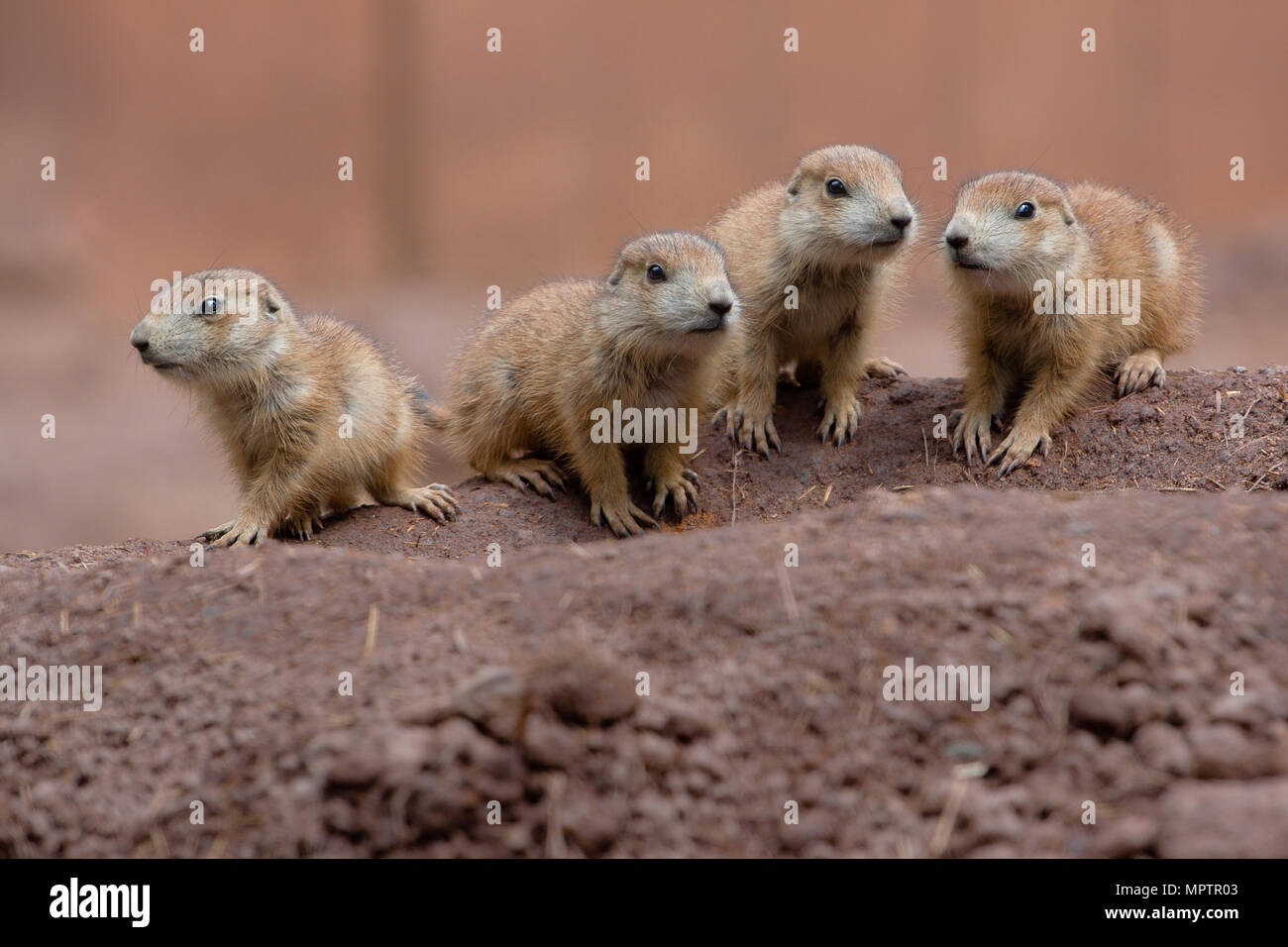 Prairie Dog Marmot children playing together Stock Photo - Alamy
