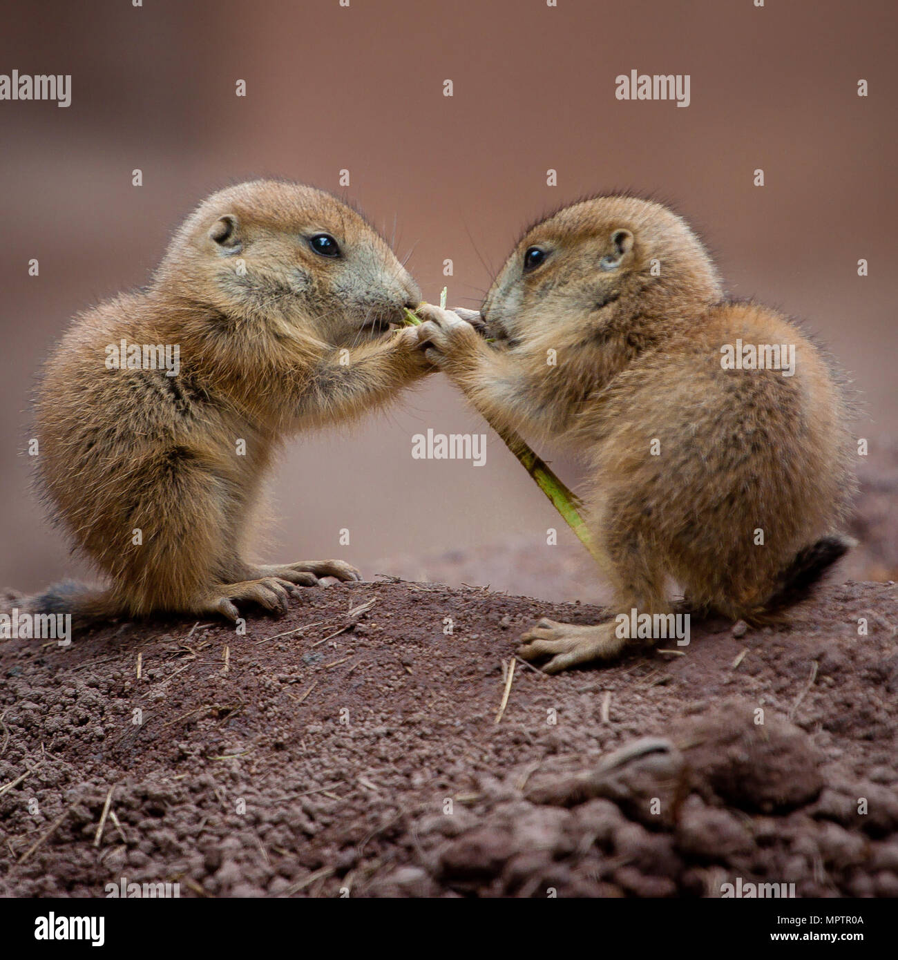 Prairie Dog Marmot children playing together Stock Photo - Alamy