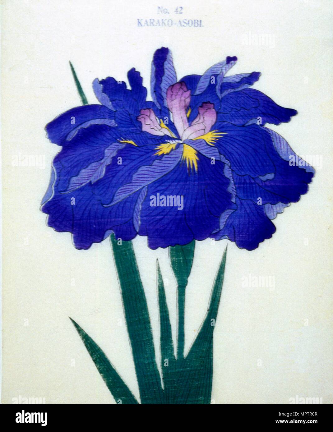 Asobi hi-res stock photography and images - Alamy