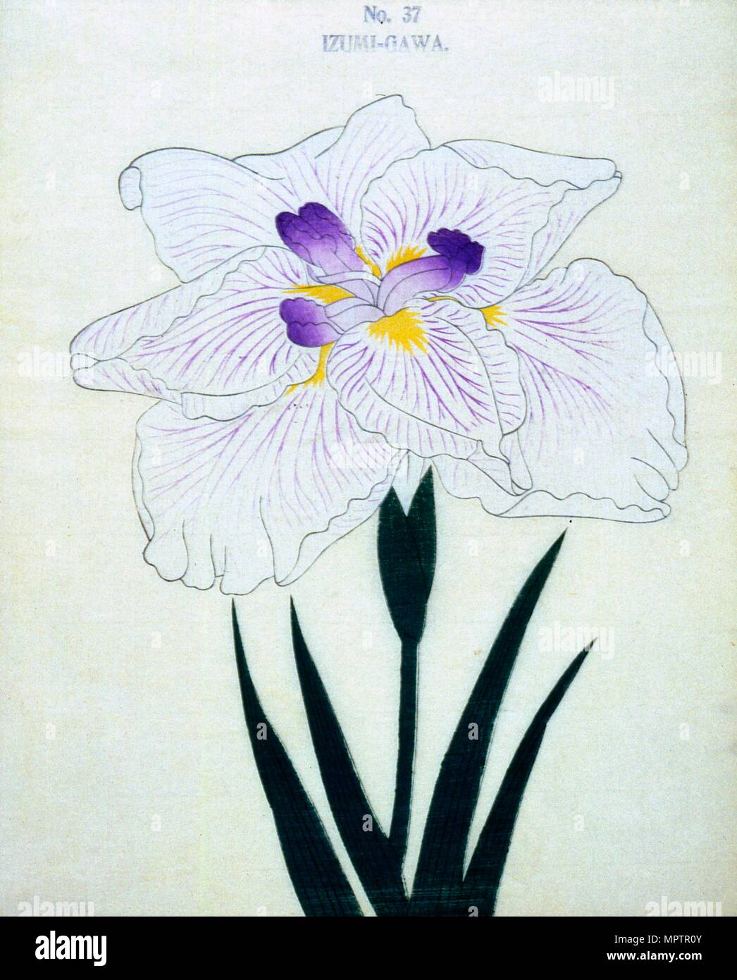 Izumi gawa hi-res stock photography and images - Alamy