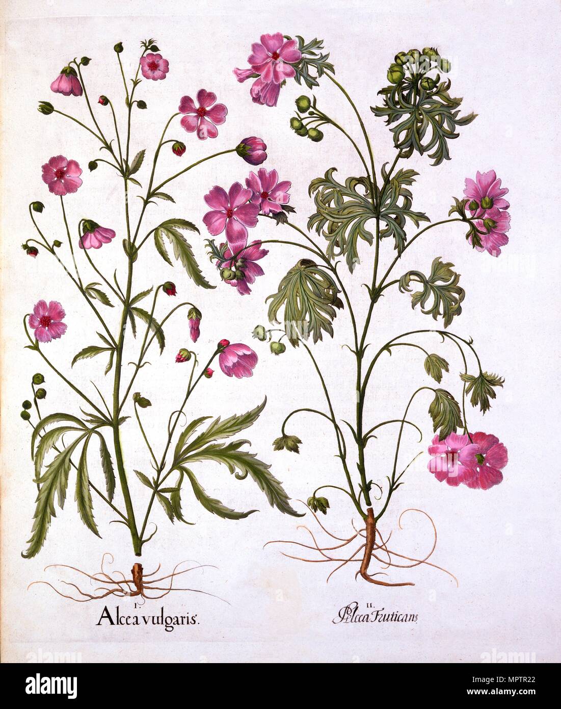 Greater Musk Mallow High Resolution Stock Photography and Images - Alamy