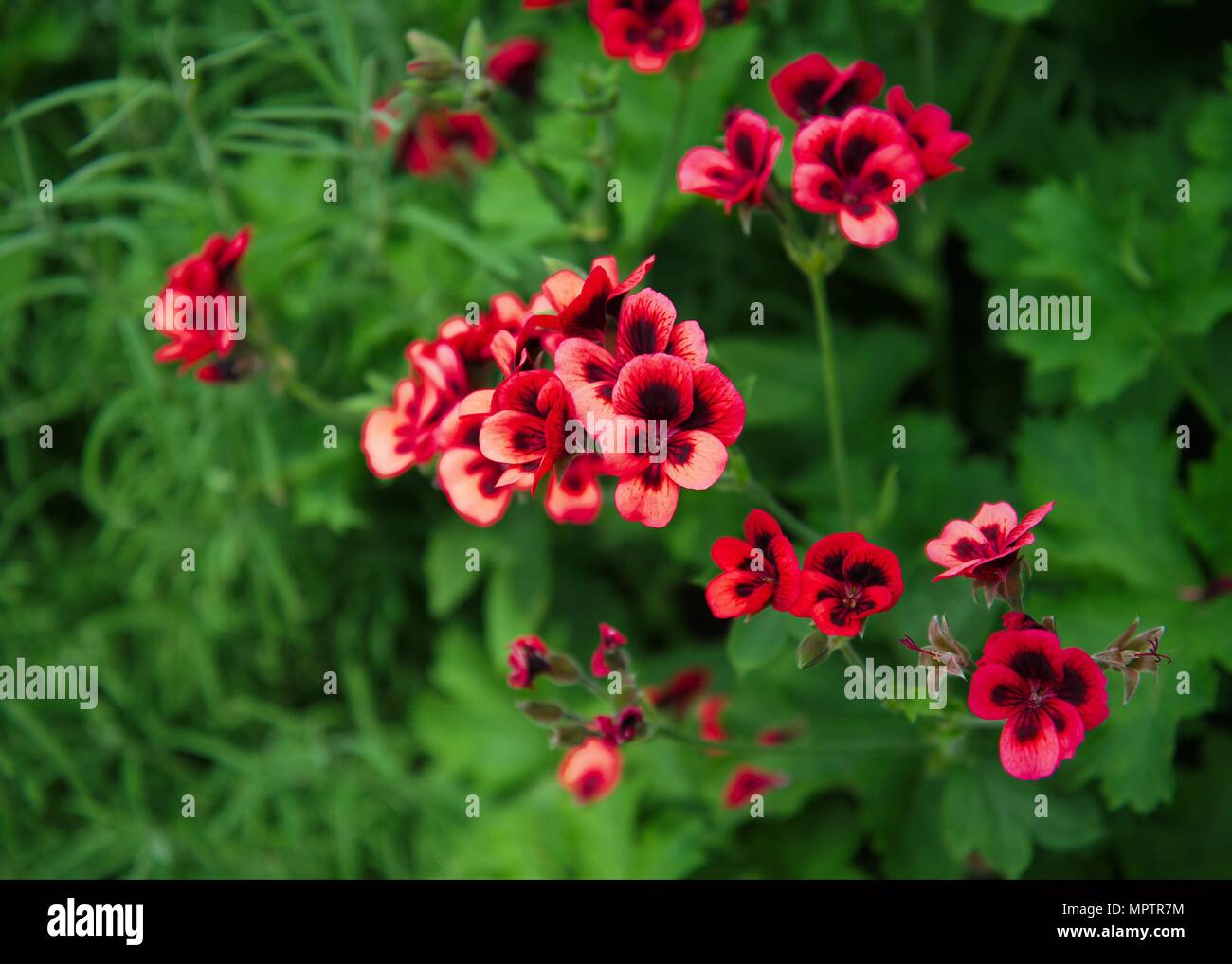Vivid red Pelargonium (Lady Scarborough) flowers growing on a sunny ...