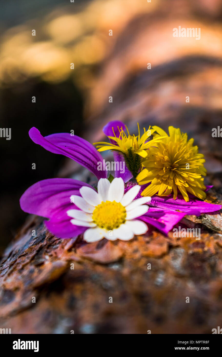 Flowers on trunk hi-res stock photography and images - Alamy