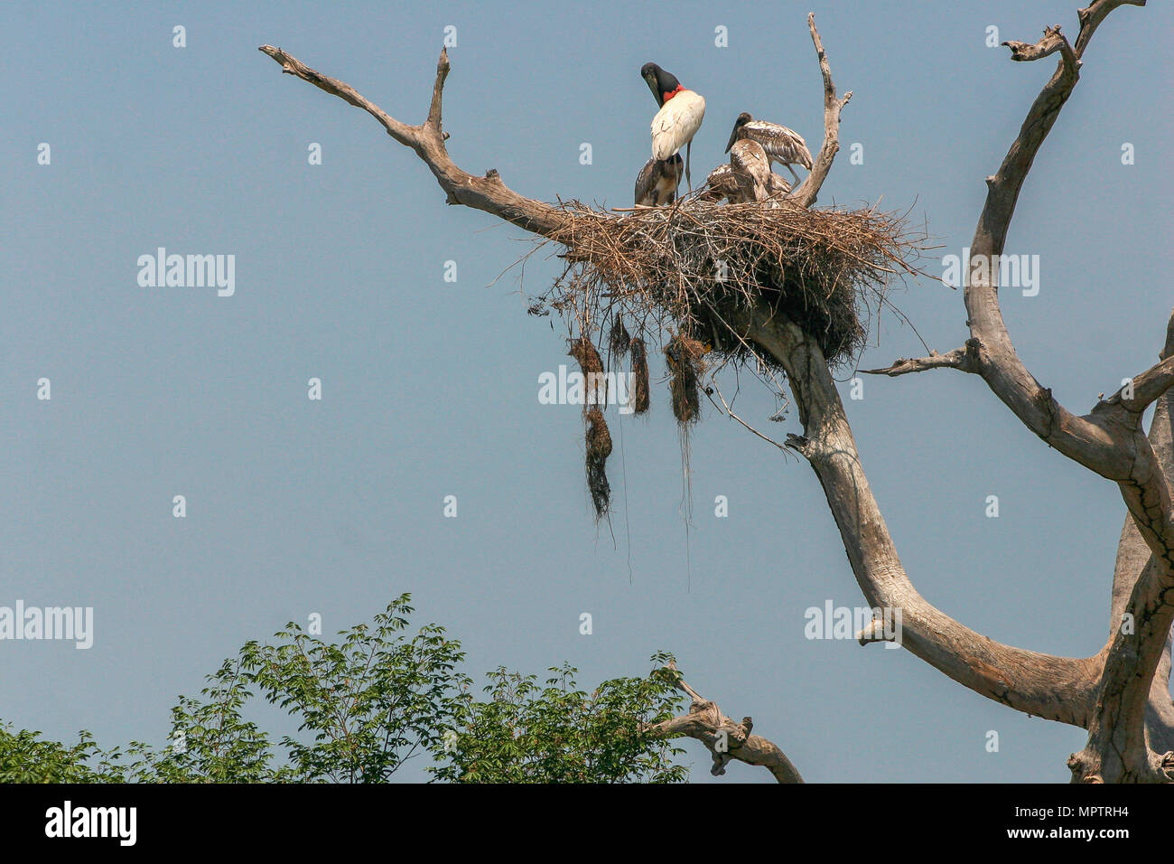 White Stork Parents And Chicks At Nest High Resolution Stock ...