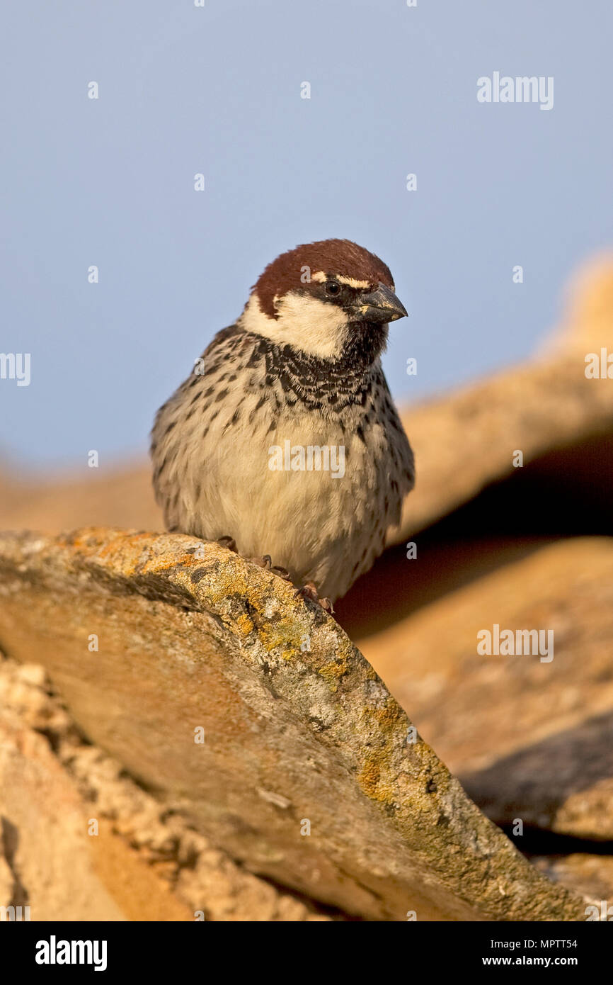 Italian Sparrow (Passer italiae Stock Photo - Alamy